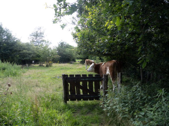 Camping de Keite - Natuurcamping Hof van Twente - Overijssel